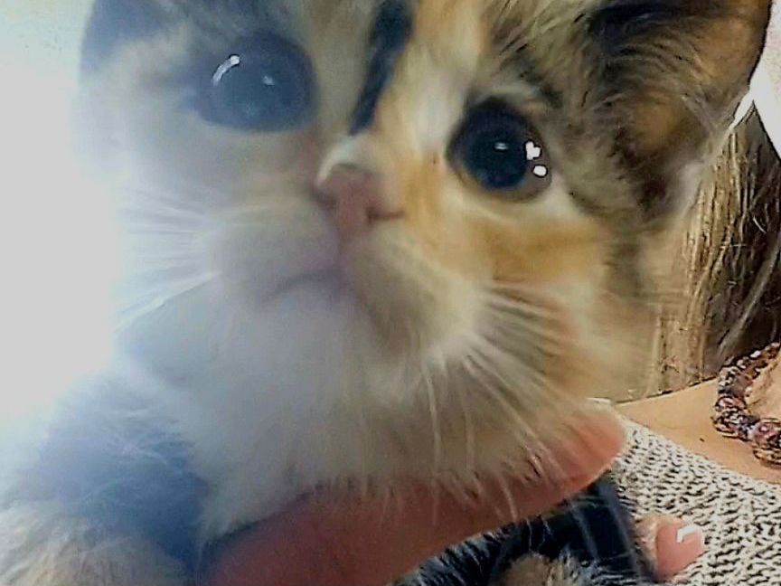 Кошечка трехцветая 3 месяца