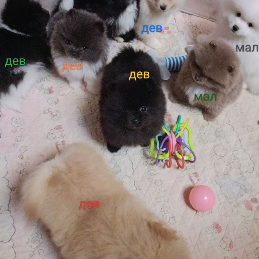 Большой выбор щенков шпица