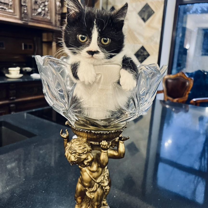 Котята