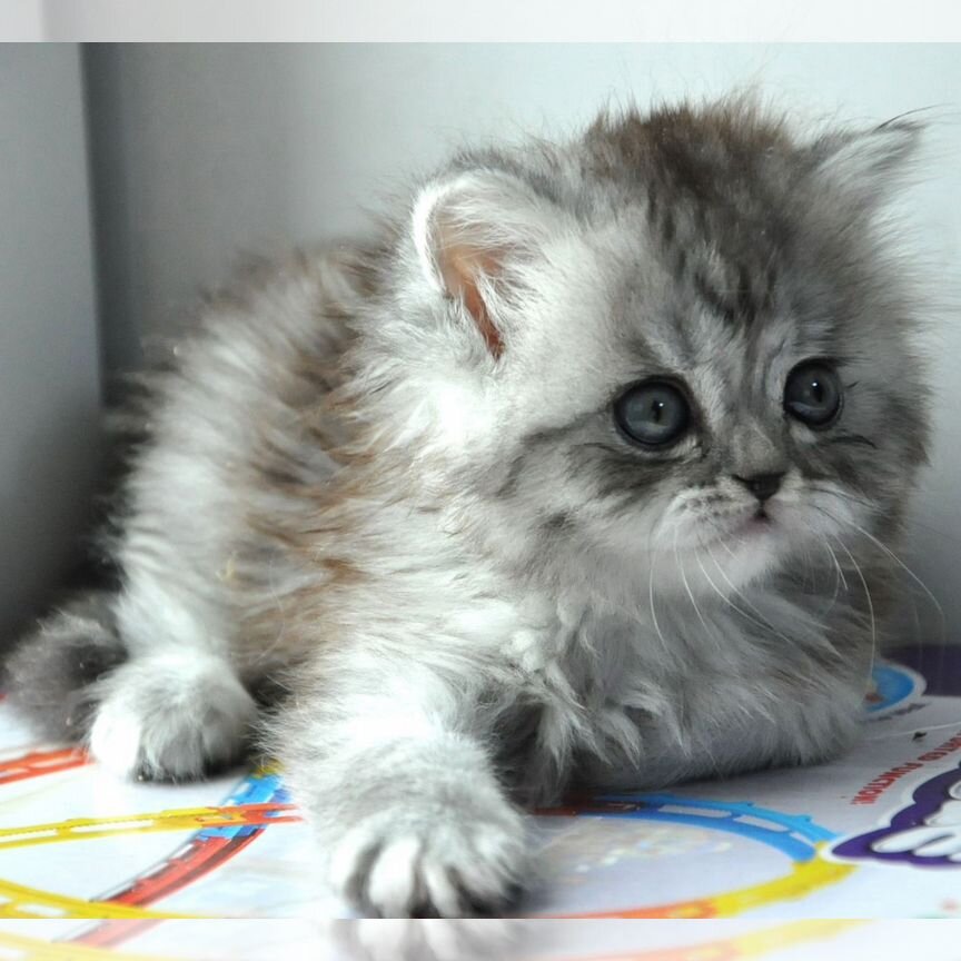 Шотландские котята