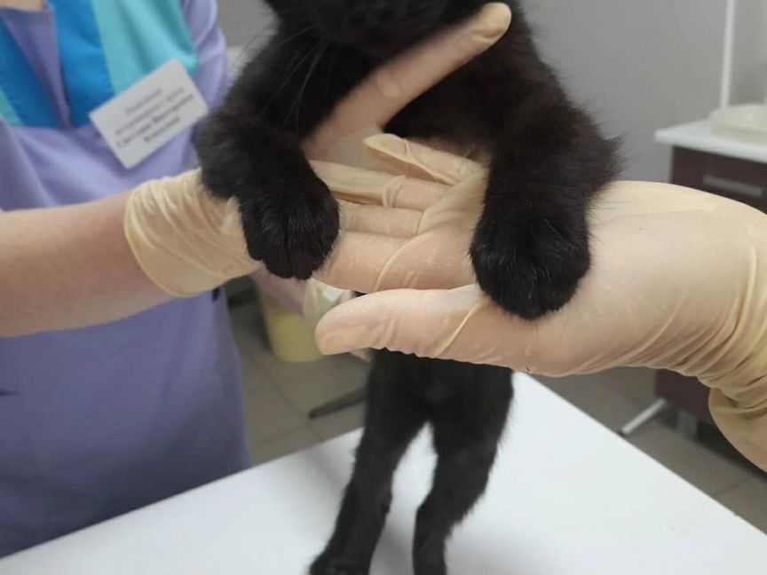 Котенок в добрые руки