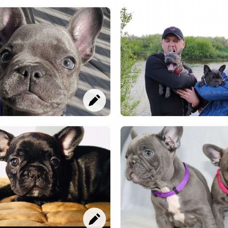 Французский бульдог