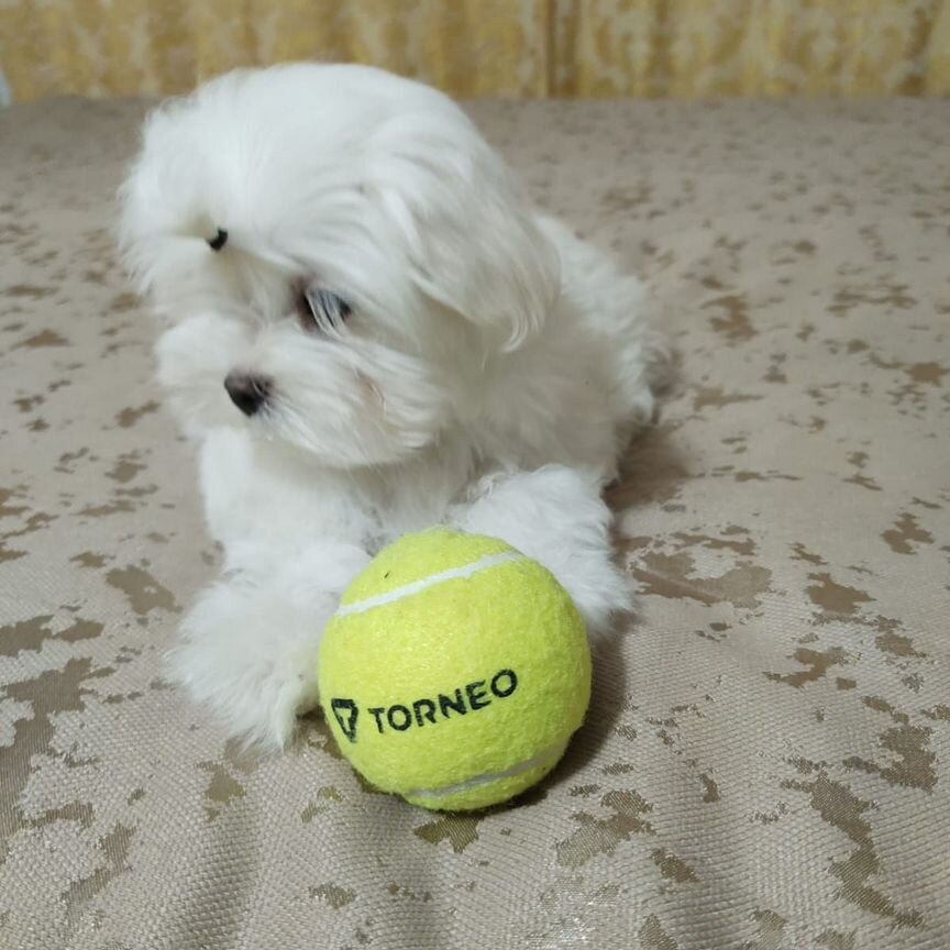 Мальтезе мальчишки