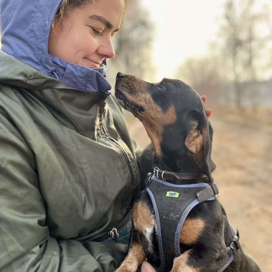 Такса из приюта в добрые руки