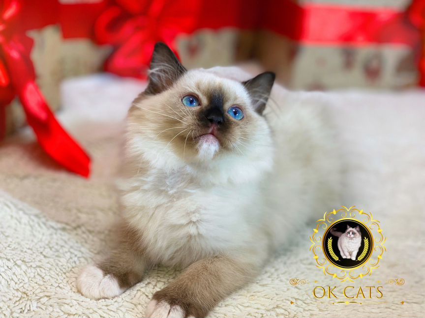 Рэгдолл девочка в разведение