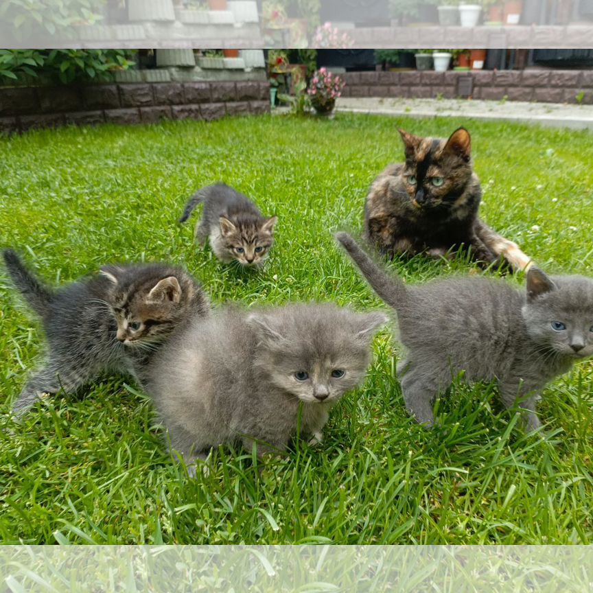 Котята в добрые руки