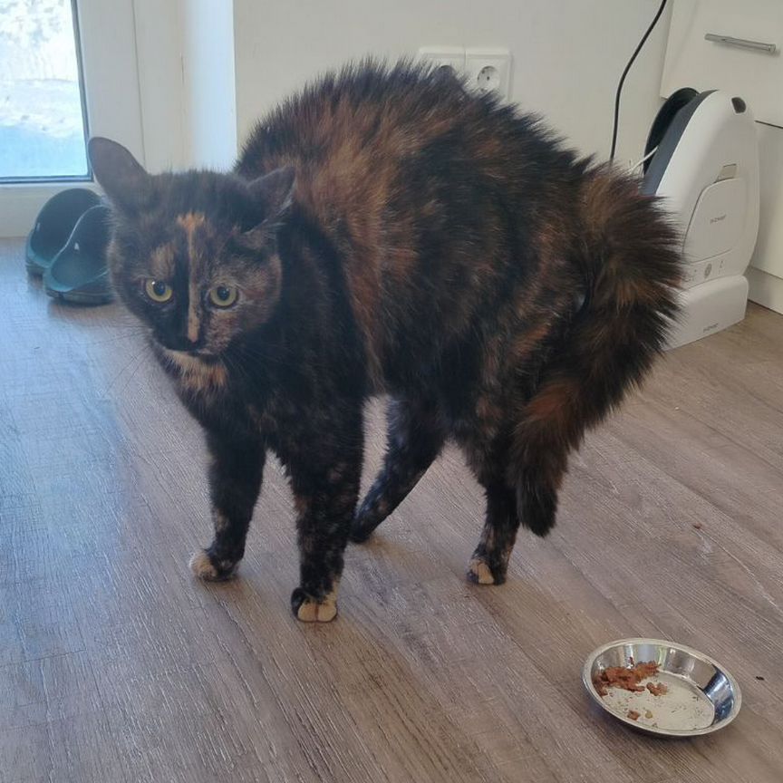 Взрослая, кошка в добрые руки