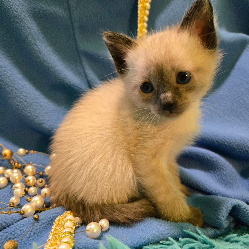 Тайские котята