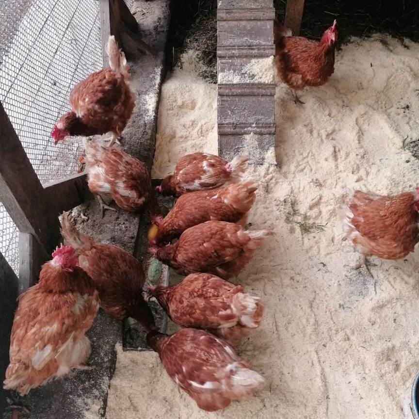 Куры несушки продам