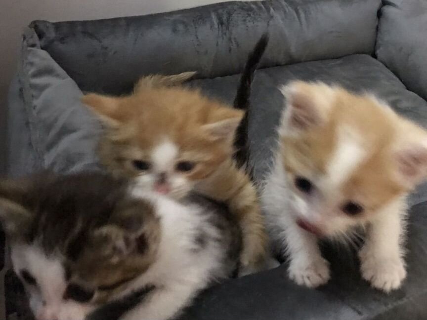 Отдам котяток