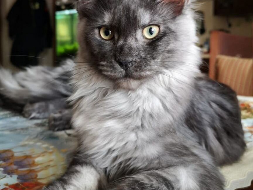 Котёнок мейн-кун 5 мес