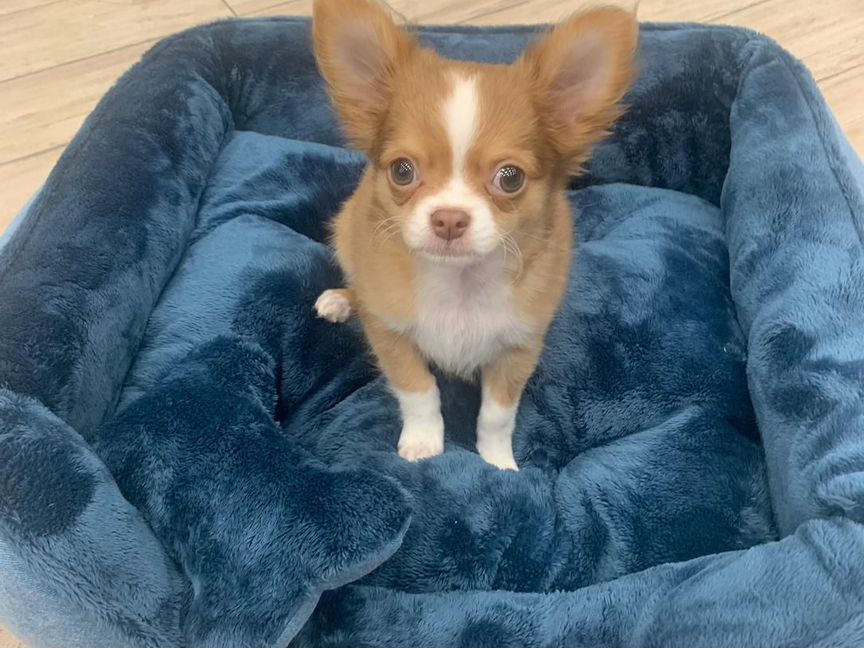 Щенок чихуахуа мальчик