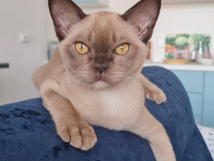 Котята Европейской Бурмы