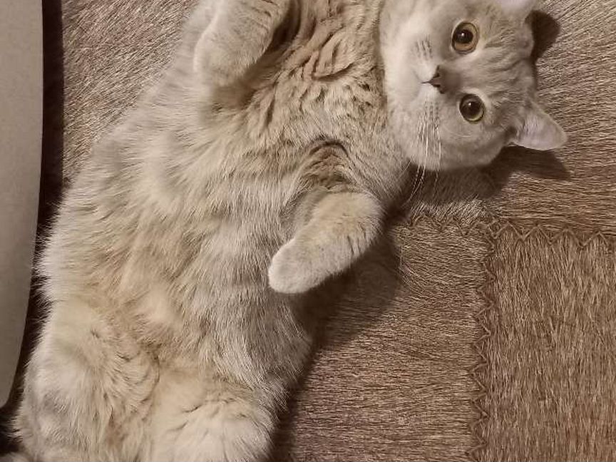 Шотландский кот вязка