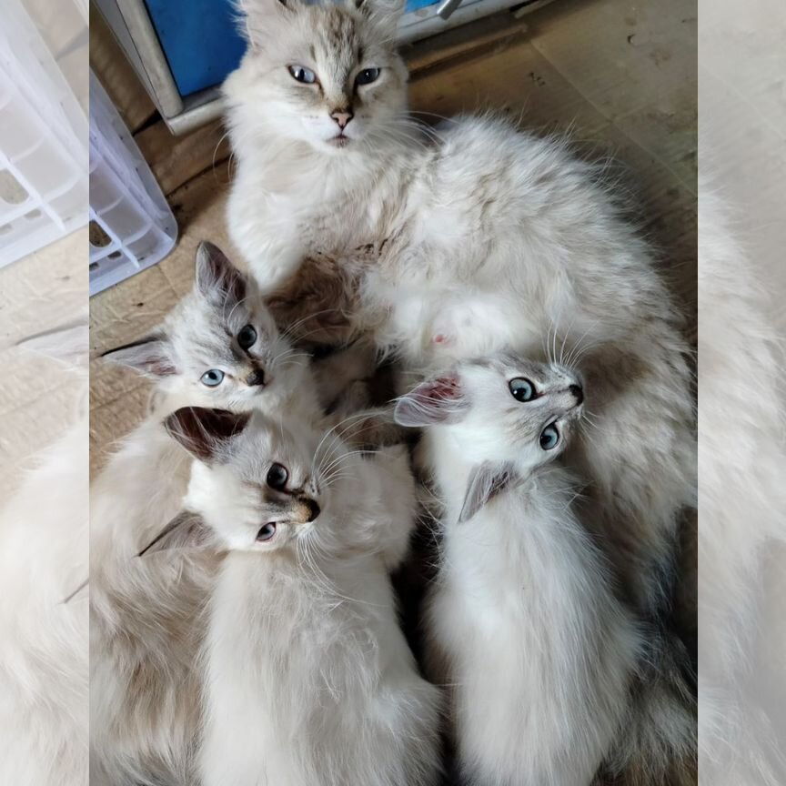 Котята в добрые руки