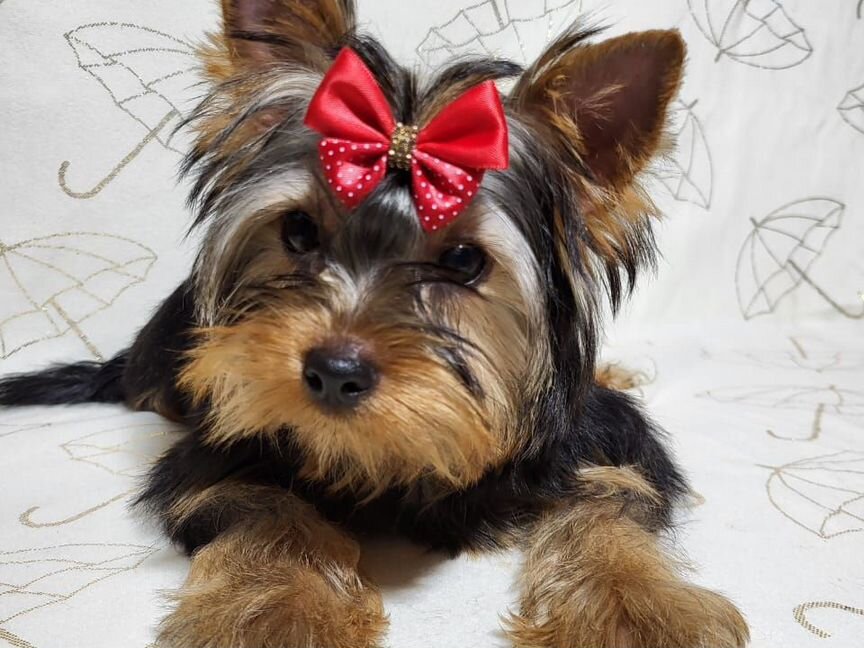 Йоркширский терьер девочка