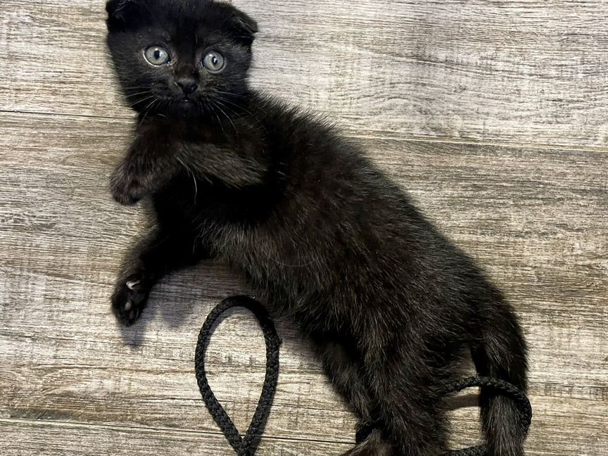 Шотландская кошка