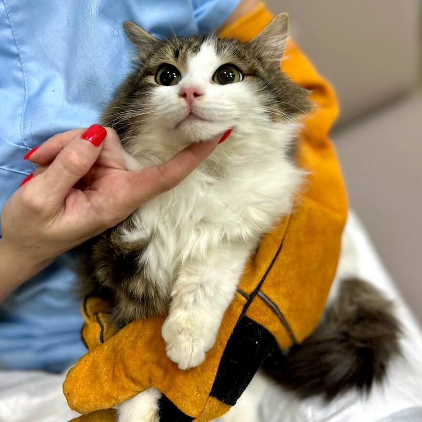 Котенок Сахарок ищет семью
