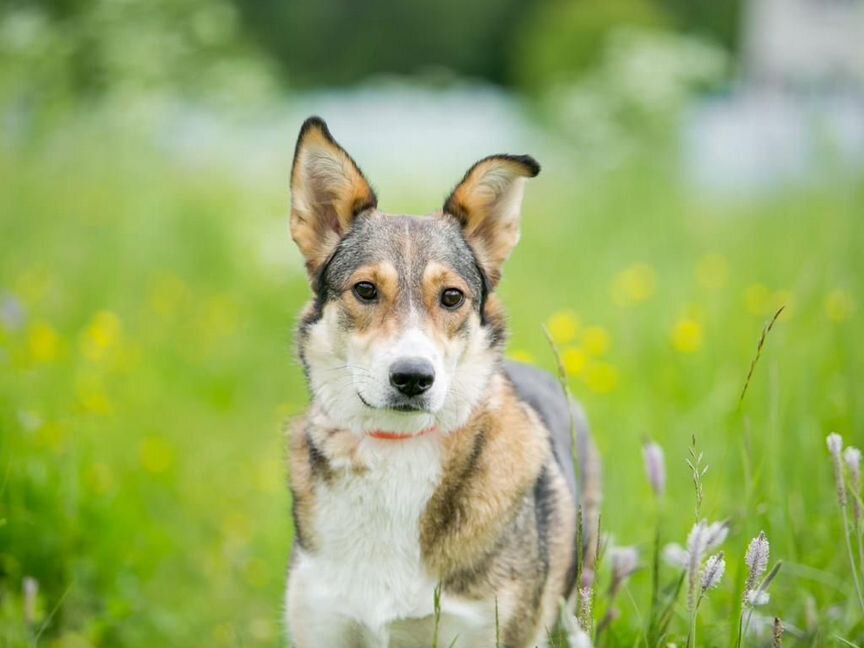 Джуля ищет дом