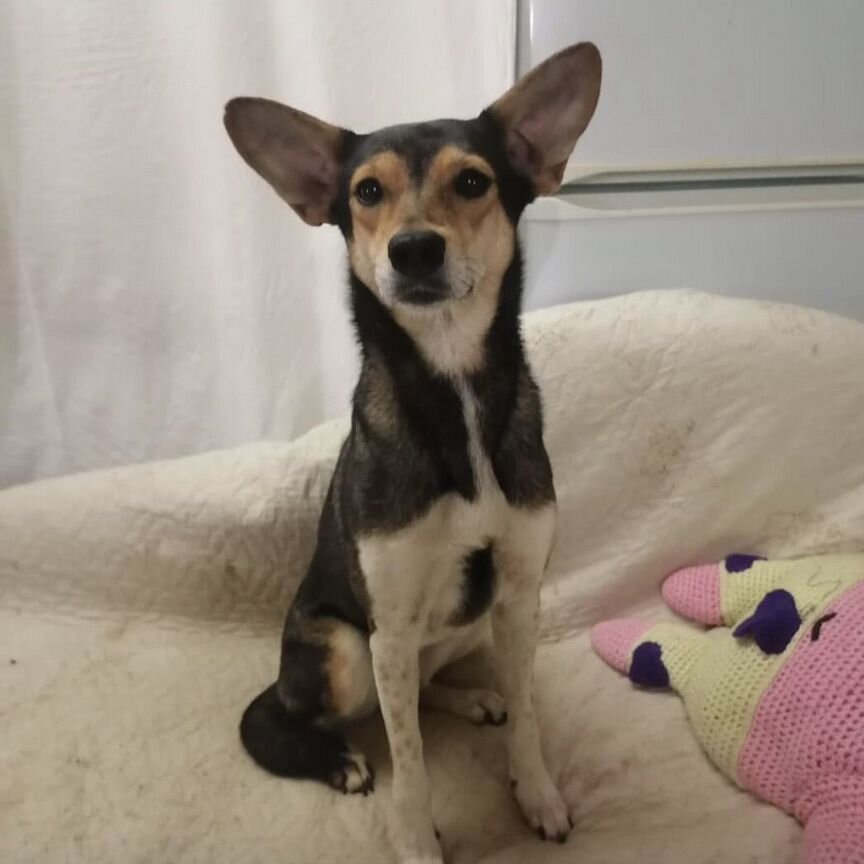 Собака в добрые руки Лизавета