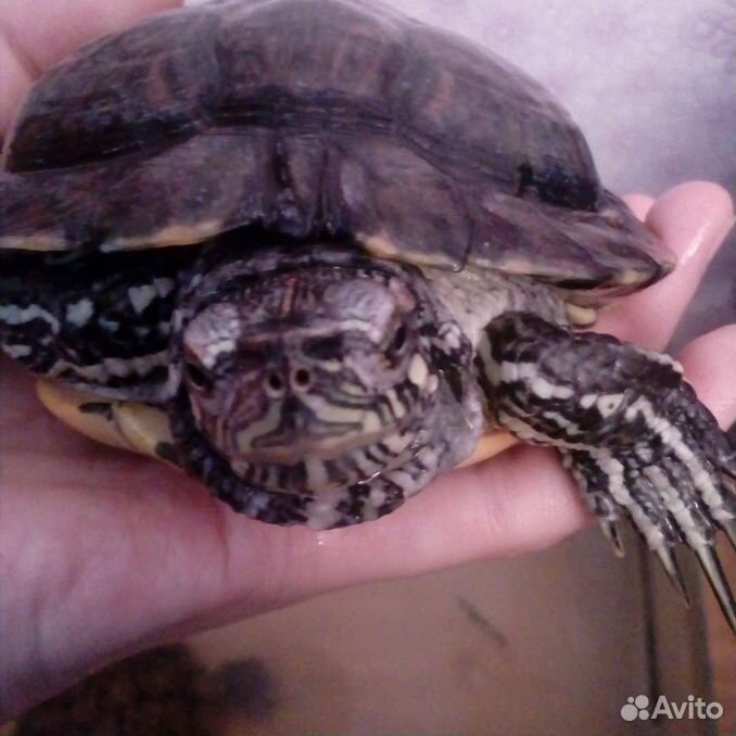 Водяные черепахи