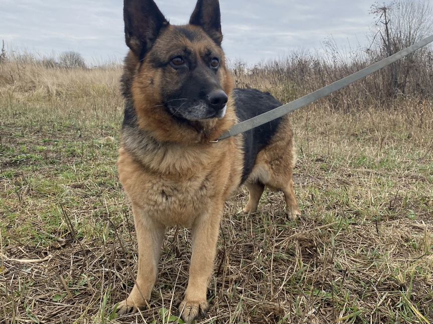 Спасите немецких овчарок