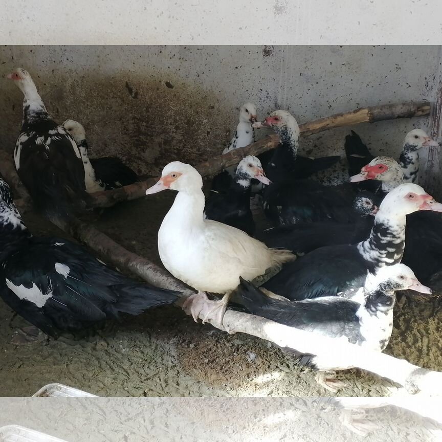 Утки живые индоутки