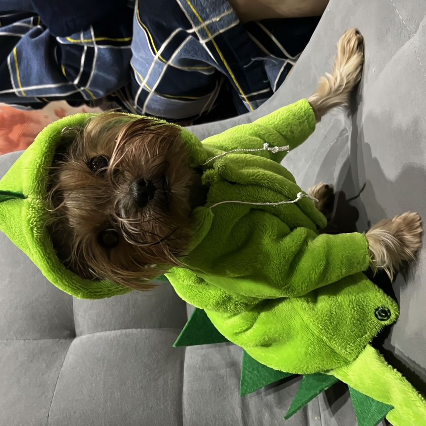 Йоркширский терьер, взрослый пёс