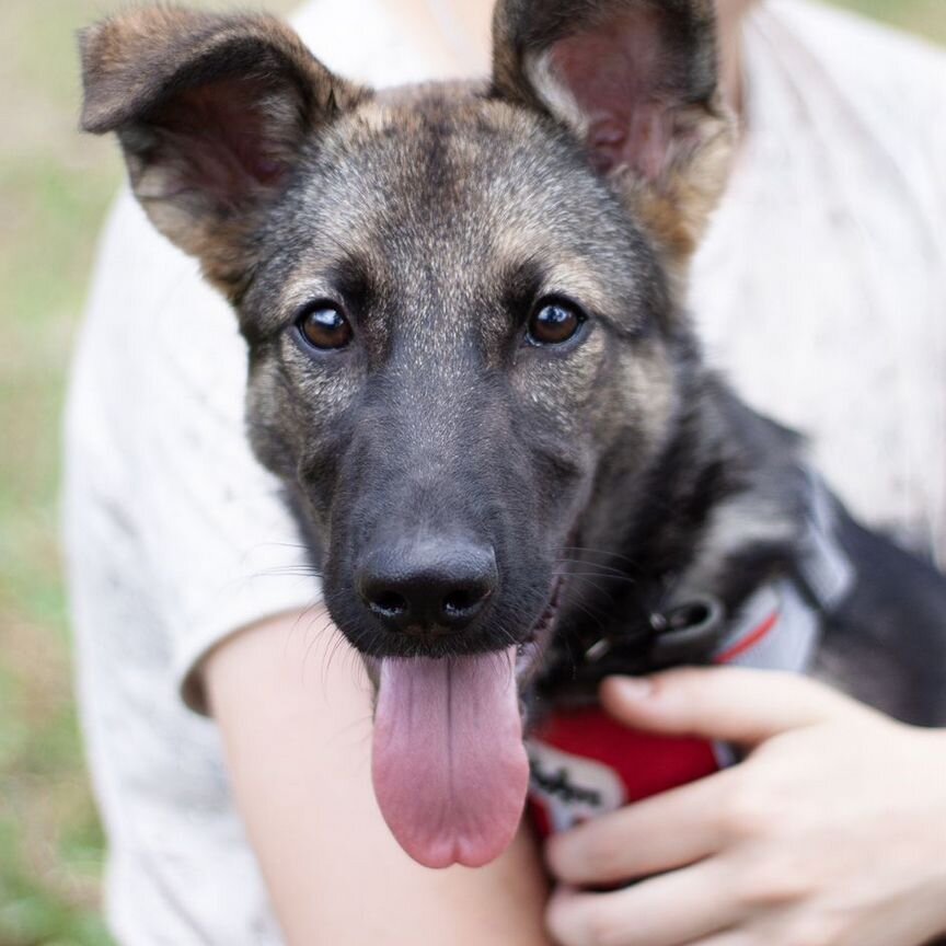 Собака в добрые руки