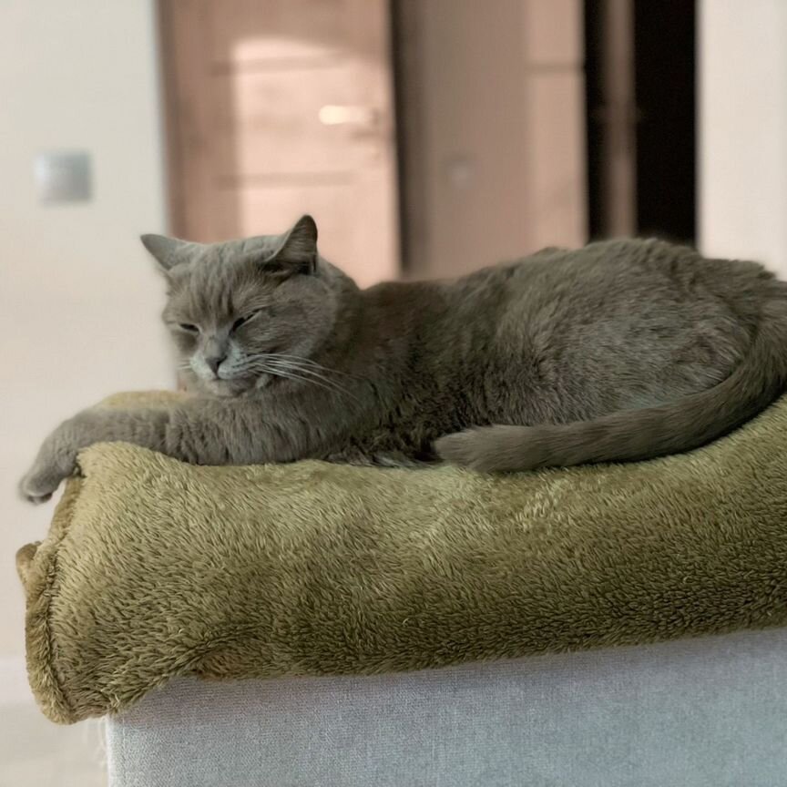 Шотландская кошка