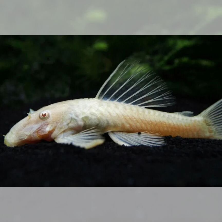 Анцитрус альбинос