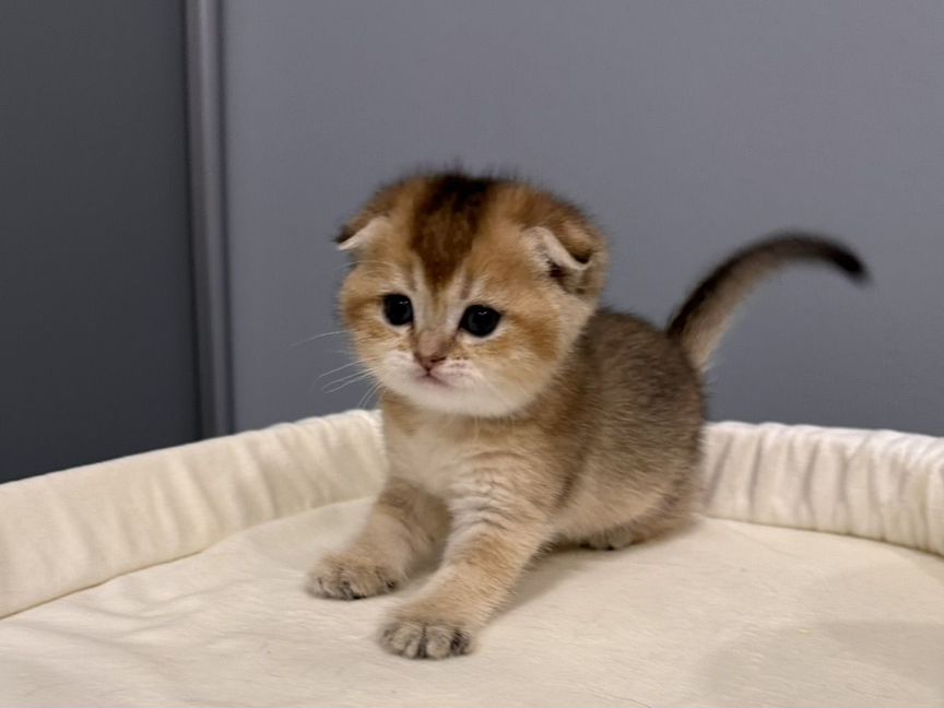 Шотландские котята