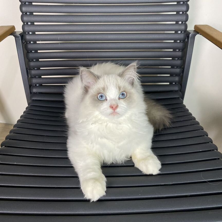 Котенок рэгдолл