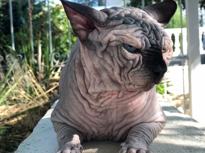 Канадский сфинкс