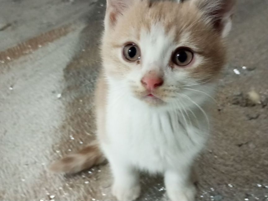 Кошка