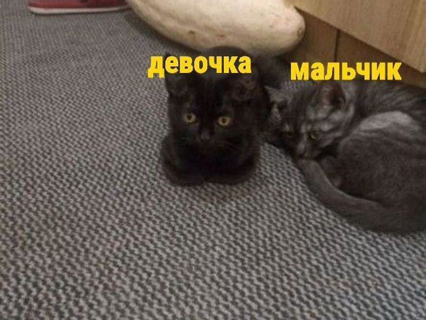 Шатланские котята