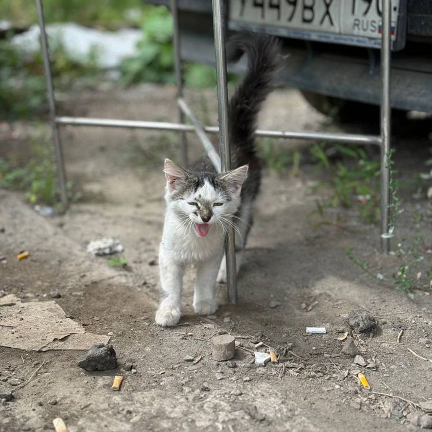 Котенок в опасности ищет дом
