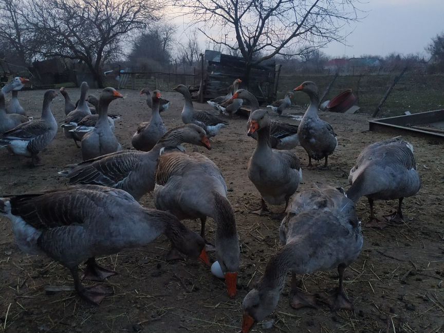 Яйцо гусиное инкубационное