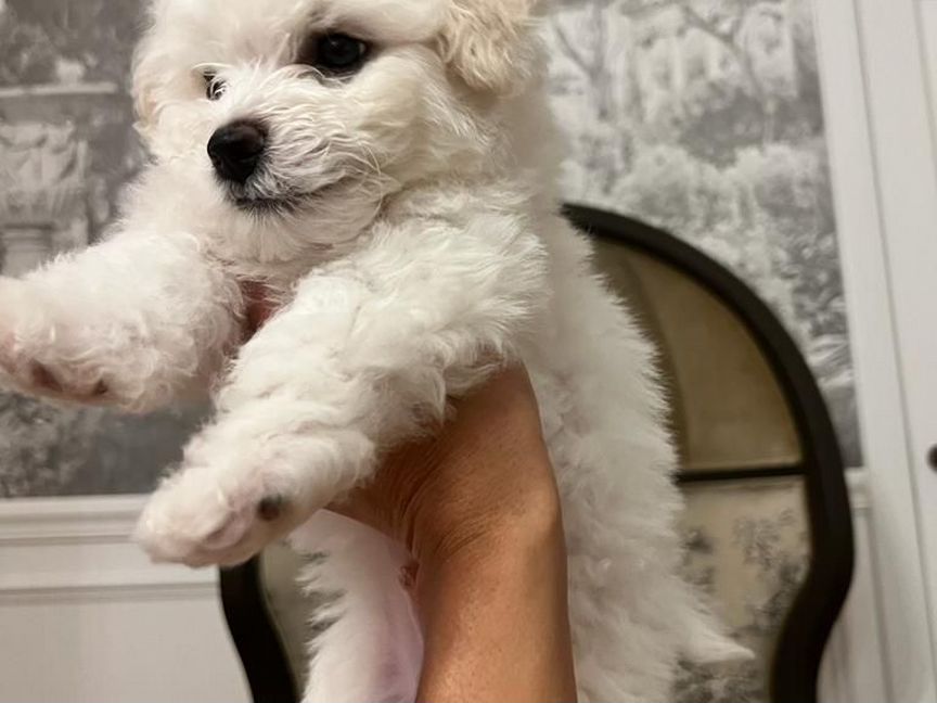 Щенки Бишон фризе