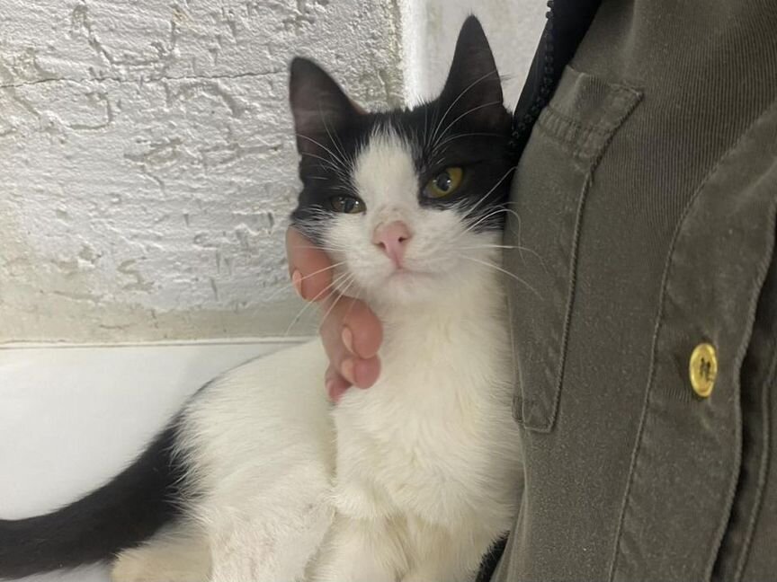 Котенок девочка в дар