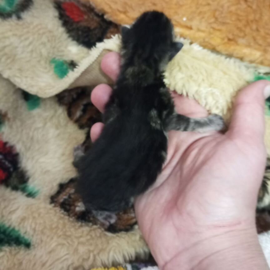 Ищу кормящую кошку