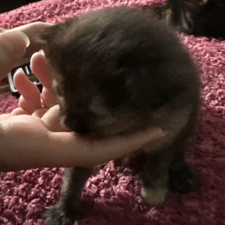Котёнок