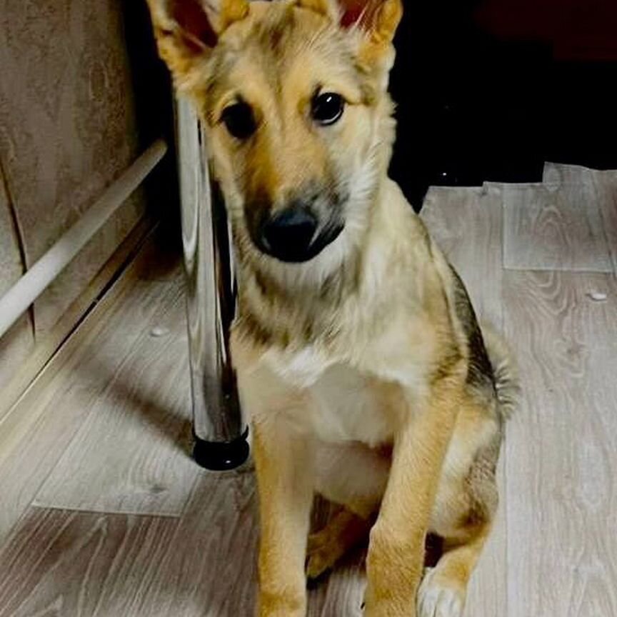 Щеночек добрым людям