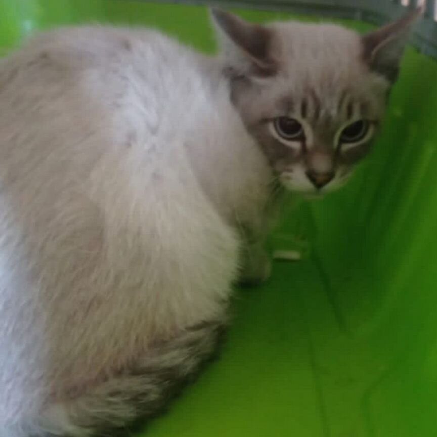 Сиамский котик