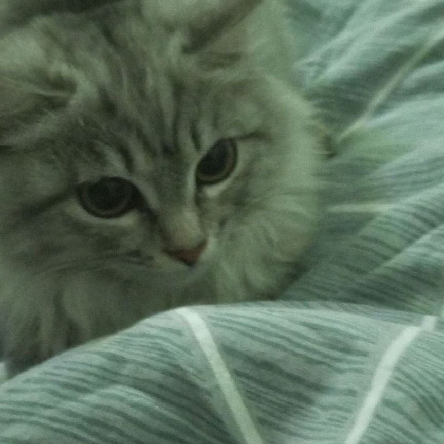 Взрослая, Девочка кошка в добрые руки