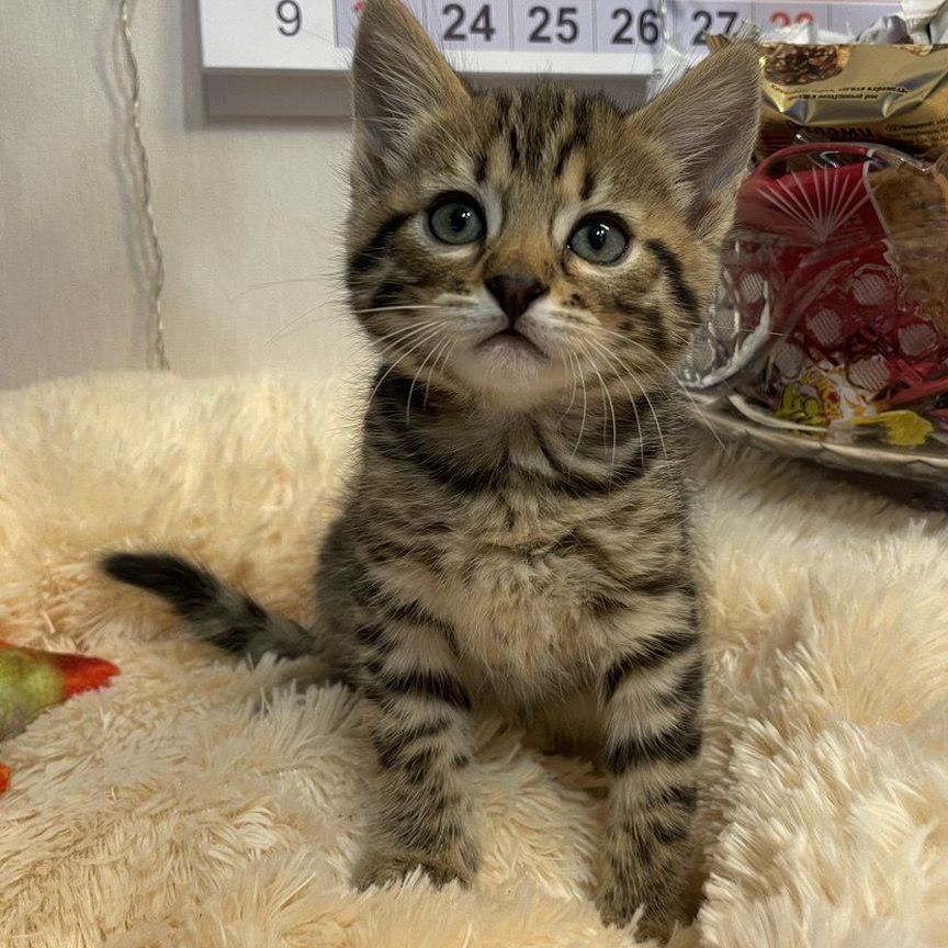 Котёнок в добрые руки