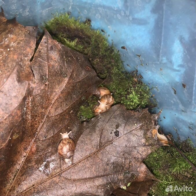 Ахатина тигр альбино