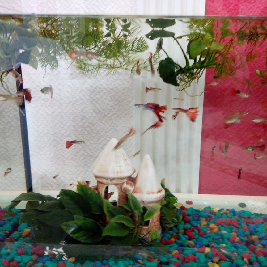 Аквариумные рыбки гуппи взрослые