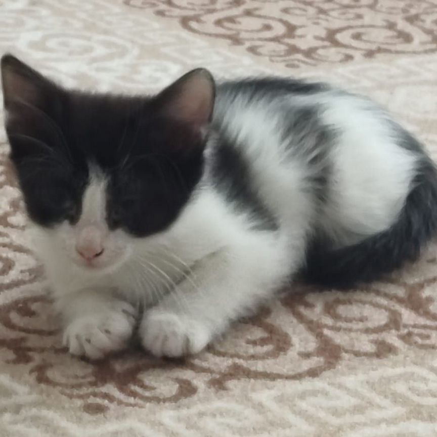 Котёнок в добрые руки