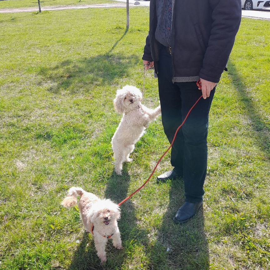 Карликовый пудель, взрослый пёс